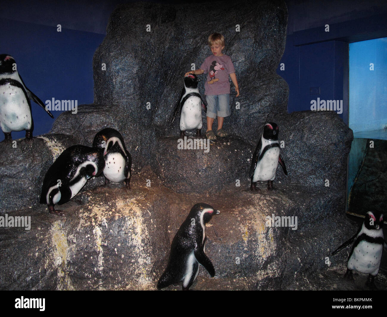 Fake penguins hi-res stock photography and images - Alamy