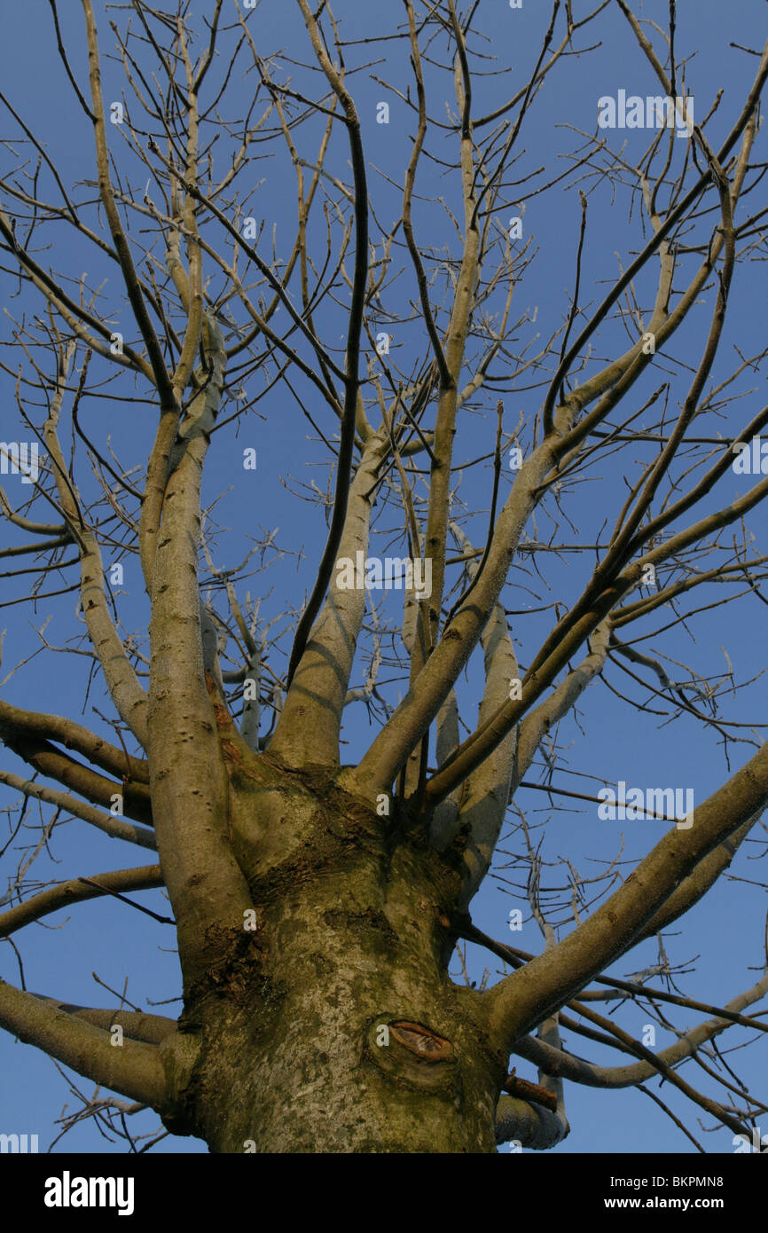 Pollard ash hi-res stock photography and images - Alamy