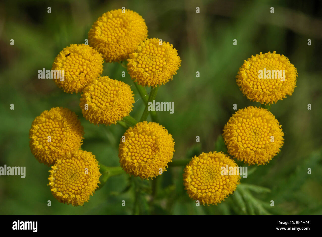 Common tansy tanacetum vulgare chrysanthemum hi-res stock photography ...