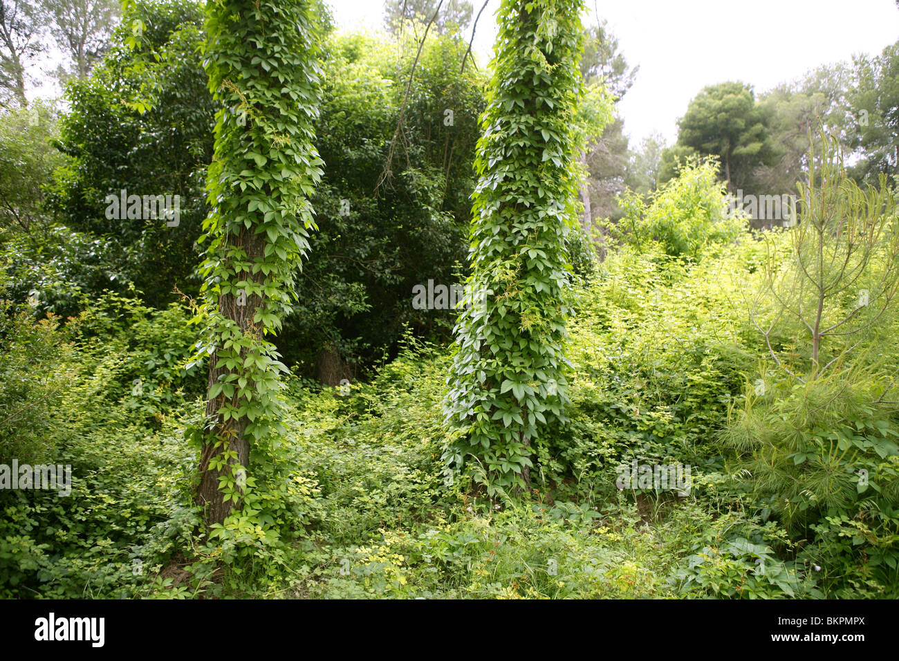 Climbing ivy around Mediterranean pine forest trees Stock Photo - Alamy
