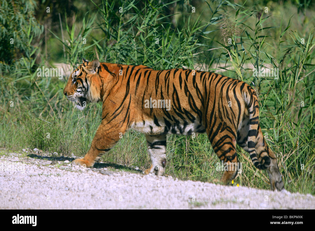 Bengala tiger hi-res stock photography and images - Alamy