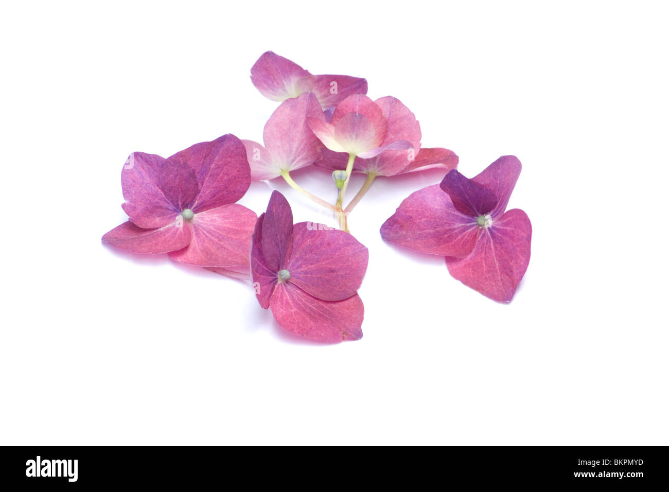 Hydrangea stem hi-res stock photography and images - Alamy