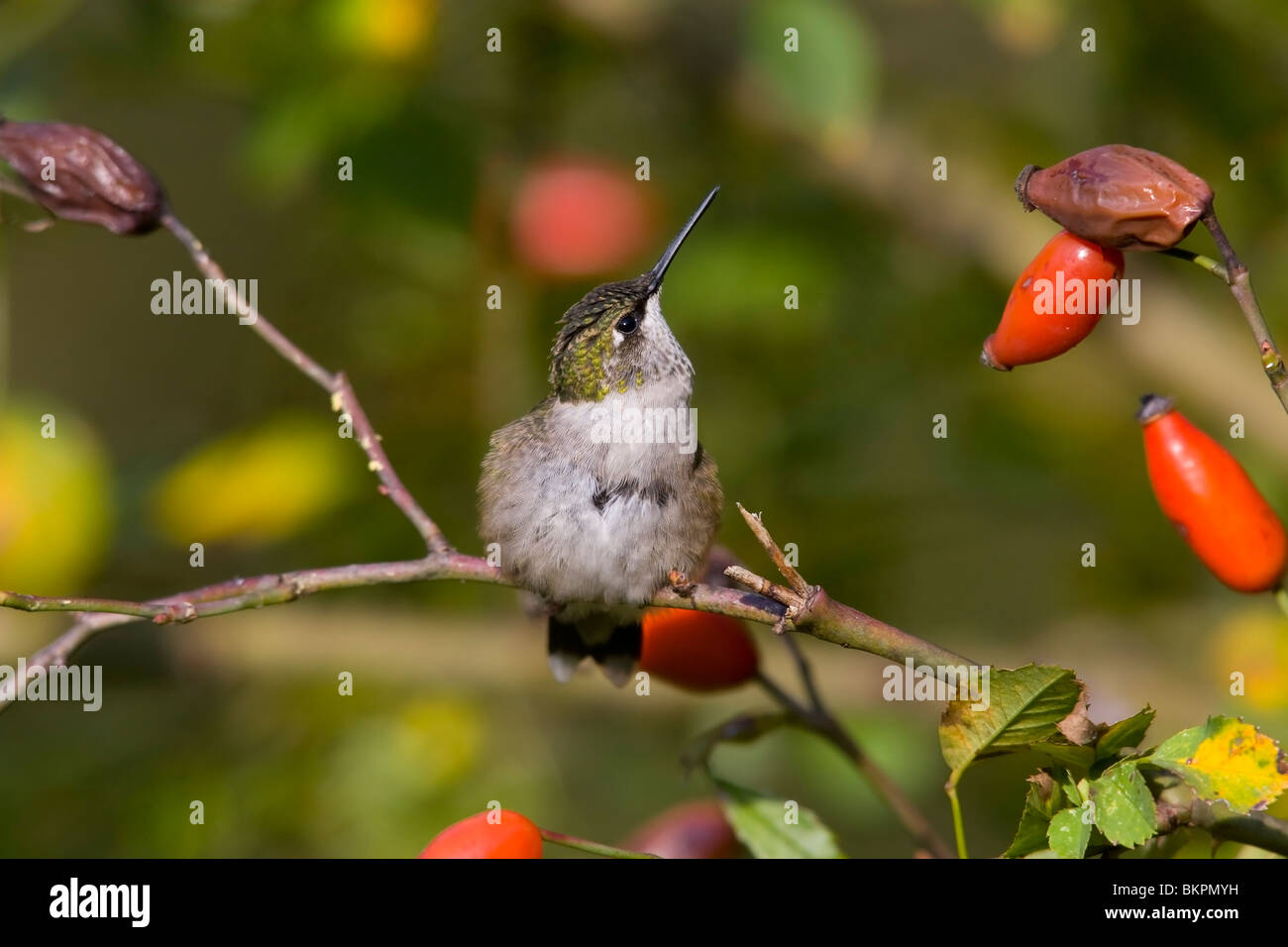 Ruby-throated Hummingbird (Archilochus colubris), female Stock Photo ...