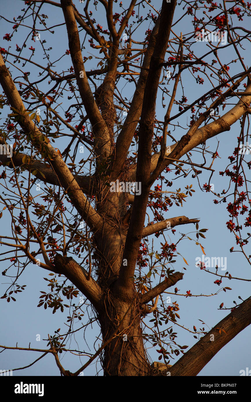 Cotton silk tree hi-res stock photography and images - Alamy
