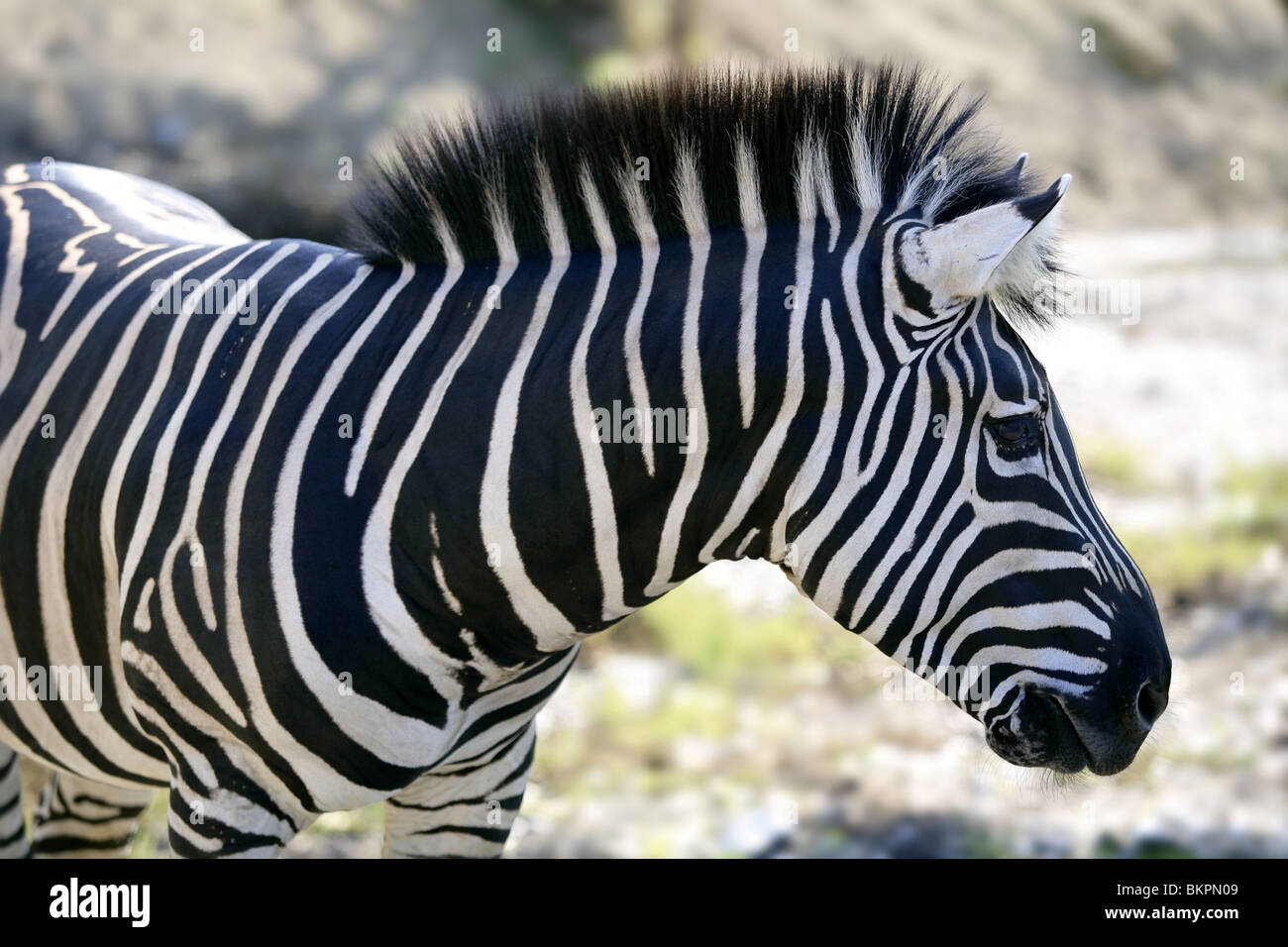 Beautiful african Zebra outdoor striped skin horse Stock Photo - Alamy