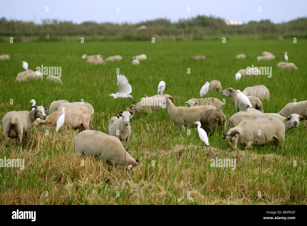Mutton birds hi-res stock photography and images - Alamy