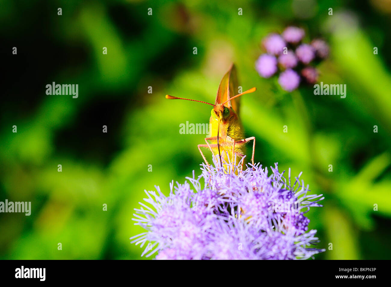 Orange sulphur hi-res stock photography and images - Alamy