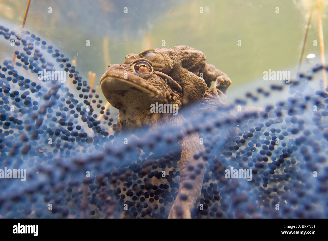 Common toad mating underwater in a fen at the Veluwe Stock Photo - Alamy