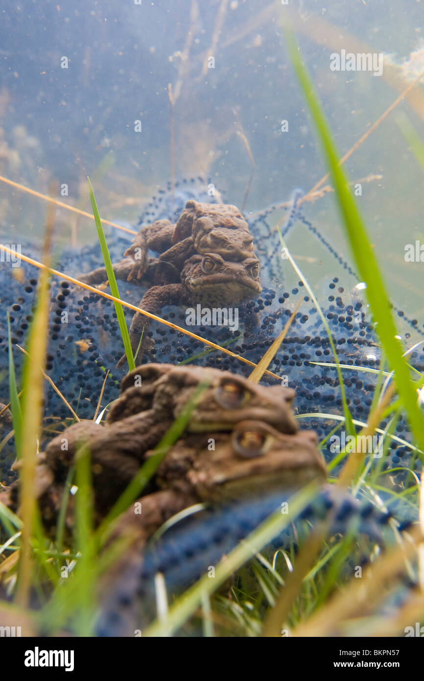 Common toad mating underwater in a fen at the Veluwe Stock Photo - Alamy
