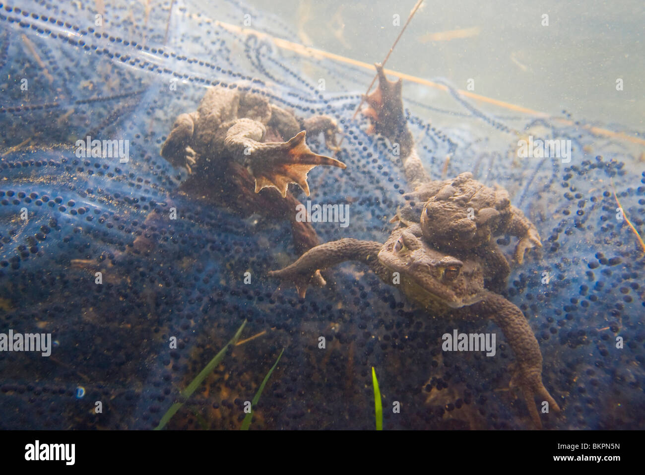 Common toad mating underwater in a fen at the Veluwe Stock Photo - Alamy
