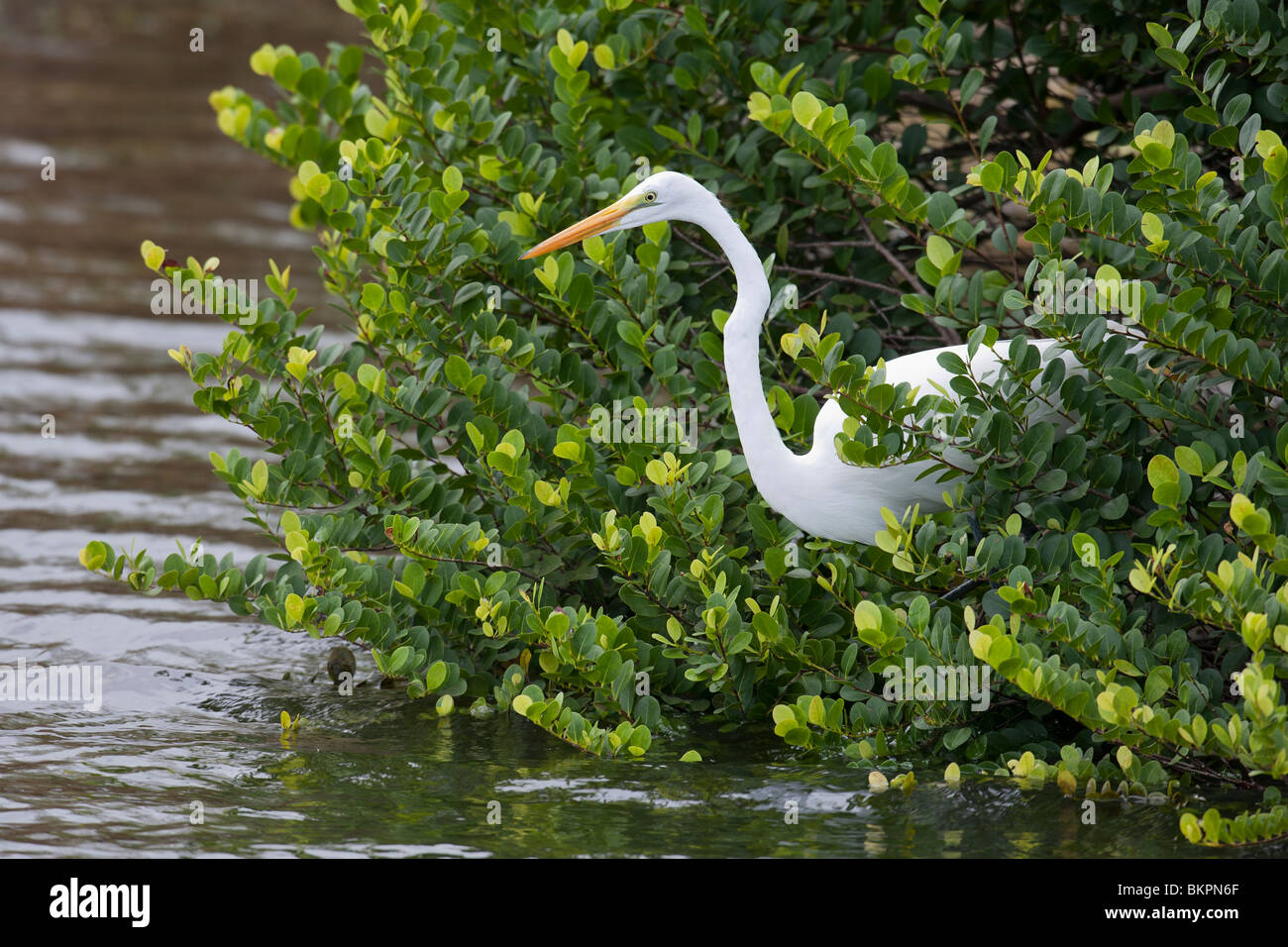 Great Egret (Ardea alba modesta), American subspecies, fishing Stock ...