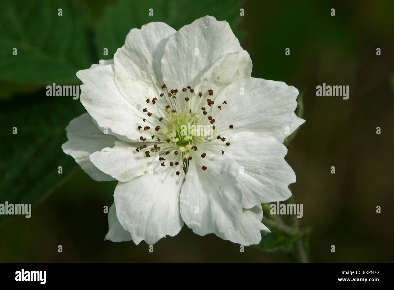 upper view of filled flower of the dewberry Stock Photo - Alamy