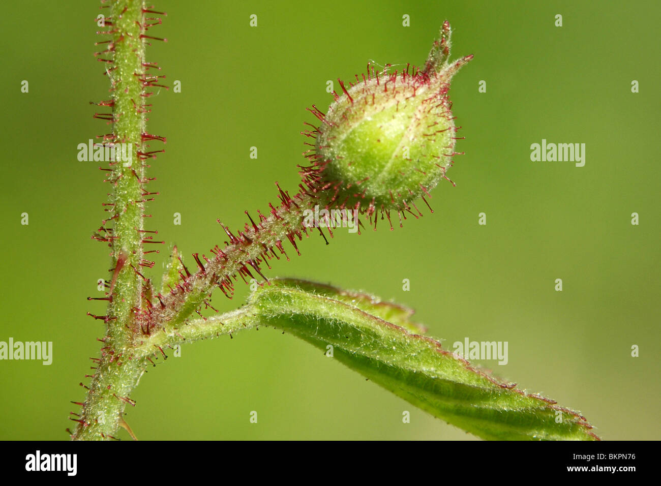 Stekels hi-res stock photography and images - Alamy