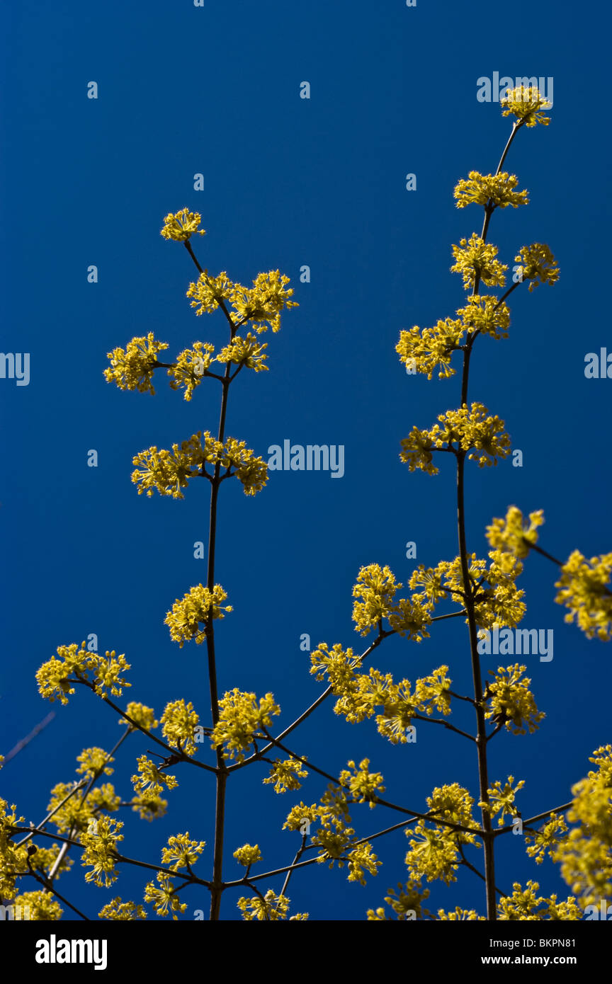 Yellow flowers of cornelian cherry cornus mas hi-res stock photography ...