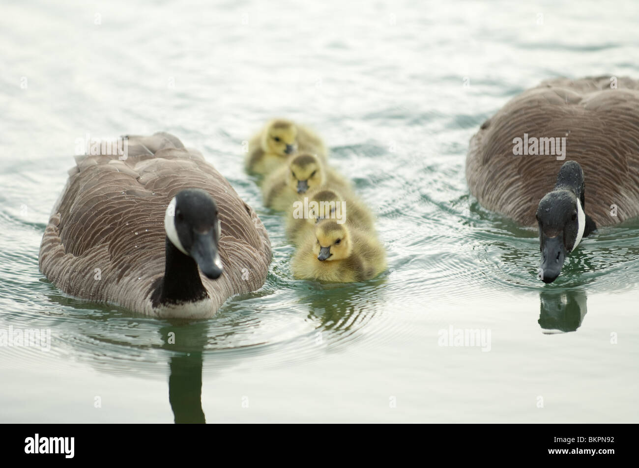 Gossling hi-res stock photography and images - Alamy