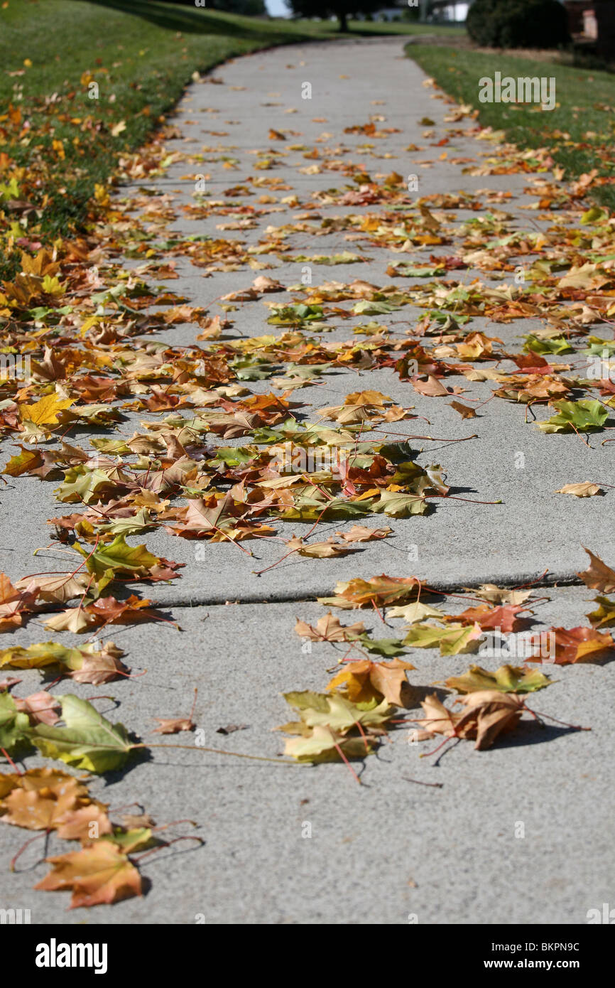 Neighborhood sidewalk leaves hi-res stock photography and images - Alamy