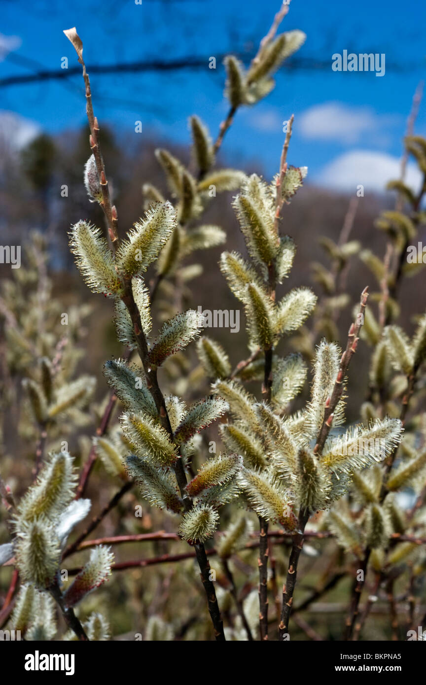 Rosegold pussy willow, Salix Gracilistyla 'Variegata', Japan, Korea ...