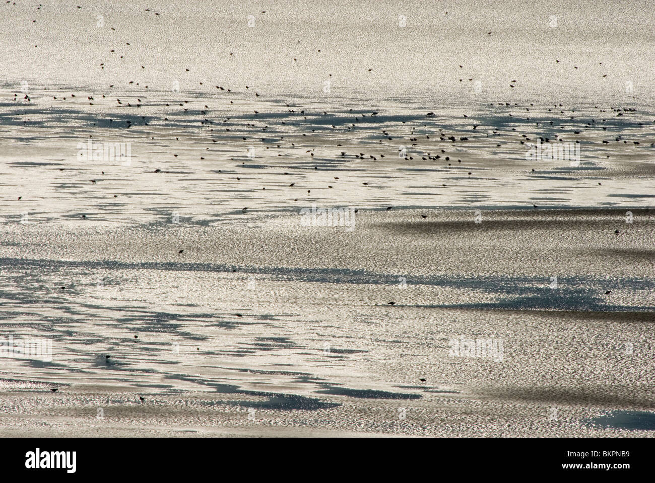 Slikken van Voorne Stock Photo - Alamy