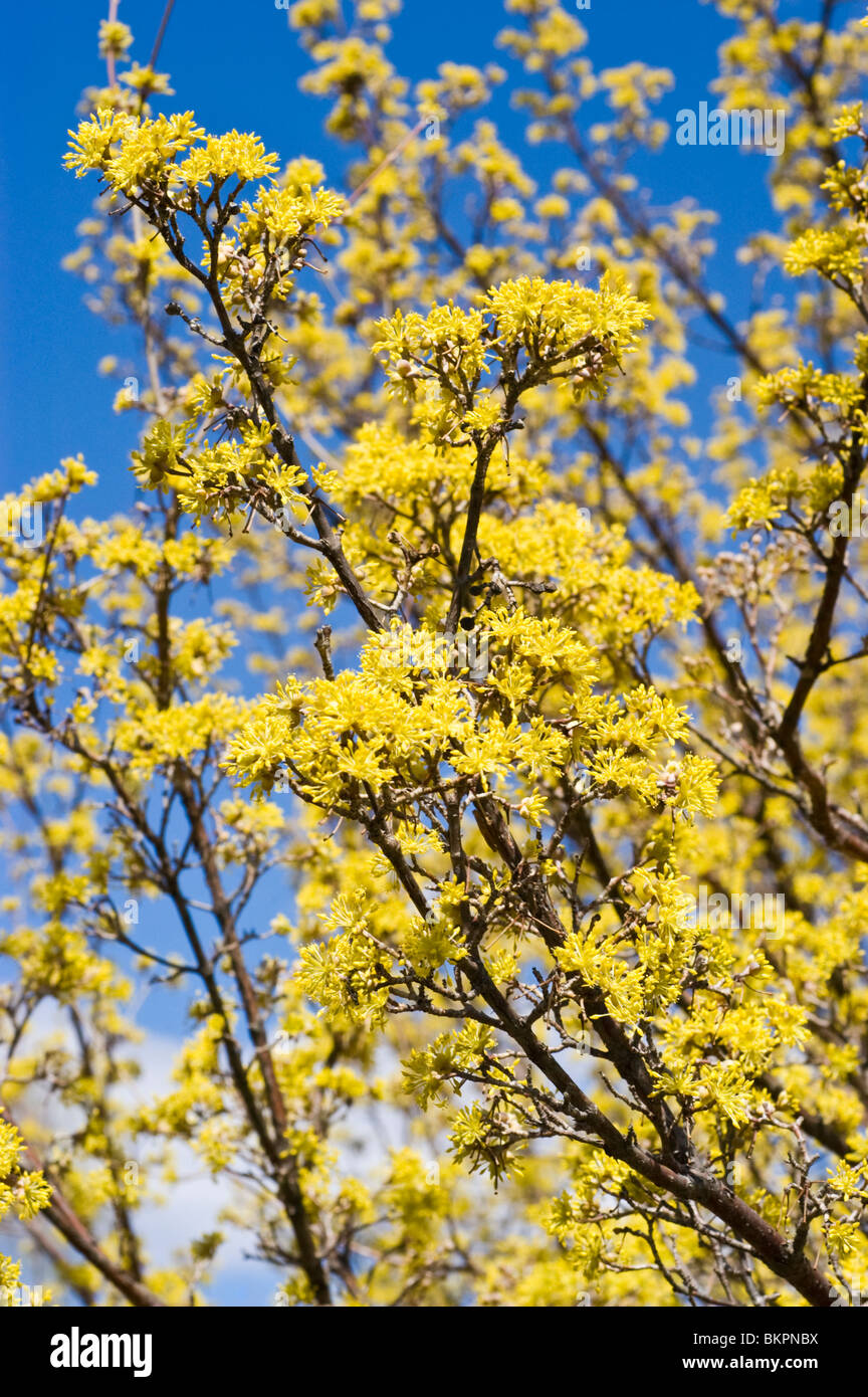 Japanese Cornelian Cherry, Cornus officinalis , cornaceae, Japan, Korea ...