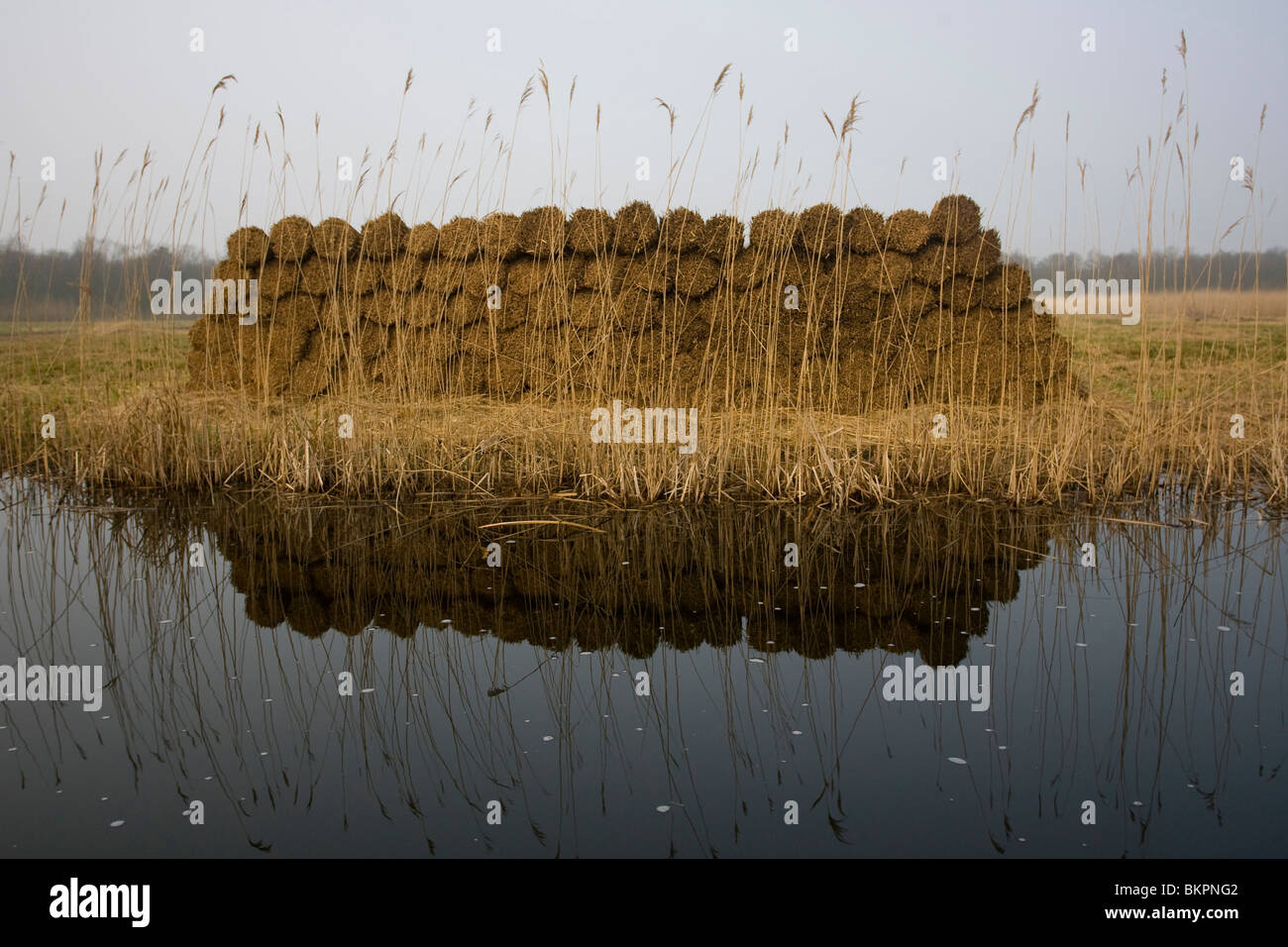 Harvesting reed in the Naardermeer Stock Photo - Alamy