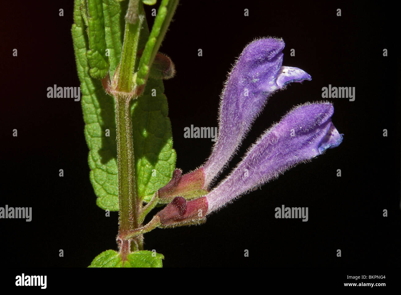 zijaanzicht close up van stengel met 2 bloemen Stock Photo - Alamy