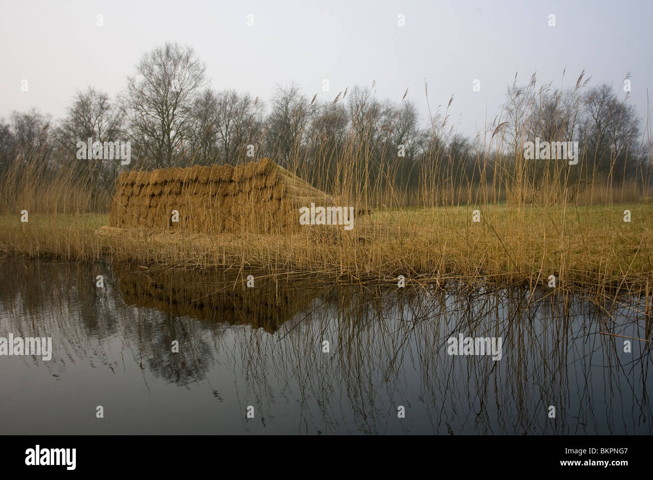 Naardermeer hi-res stock photography and images - Alamy