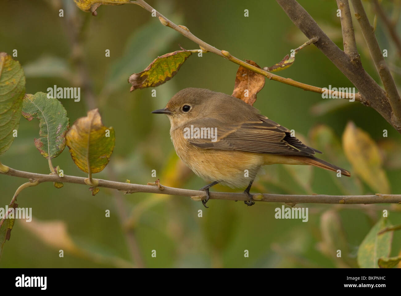 Juvenile common redstart hi-res stock photography and images - Alamy
