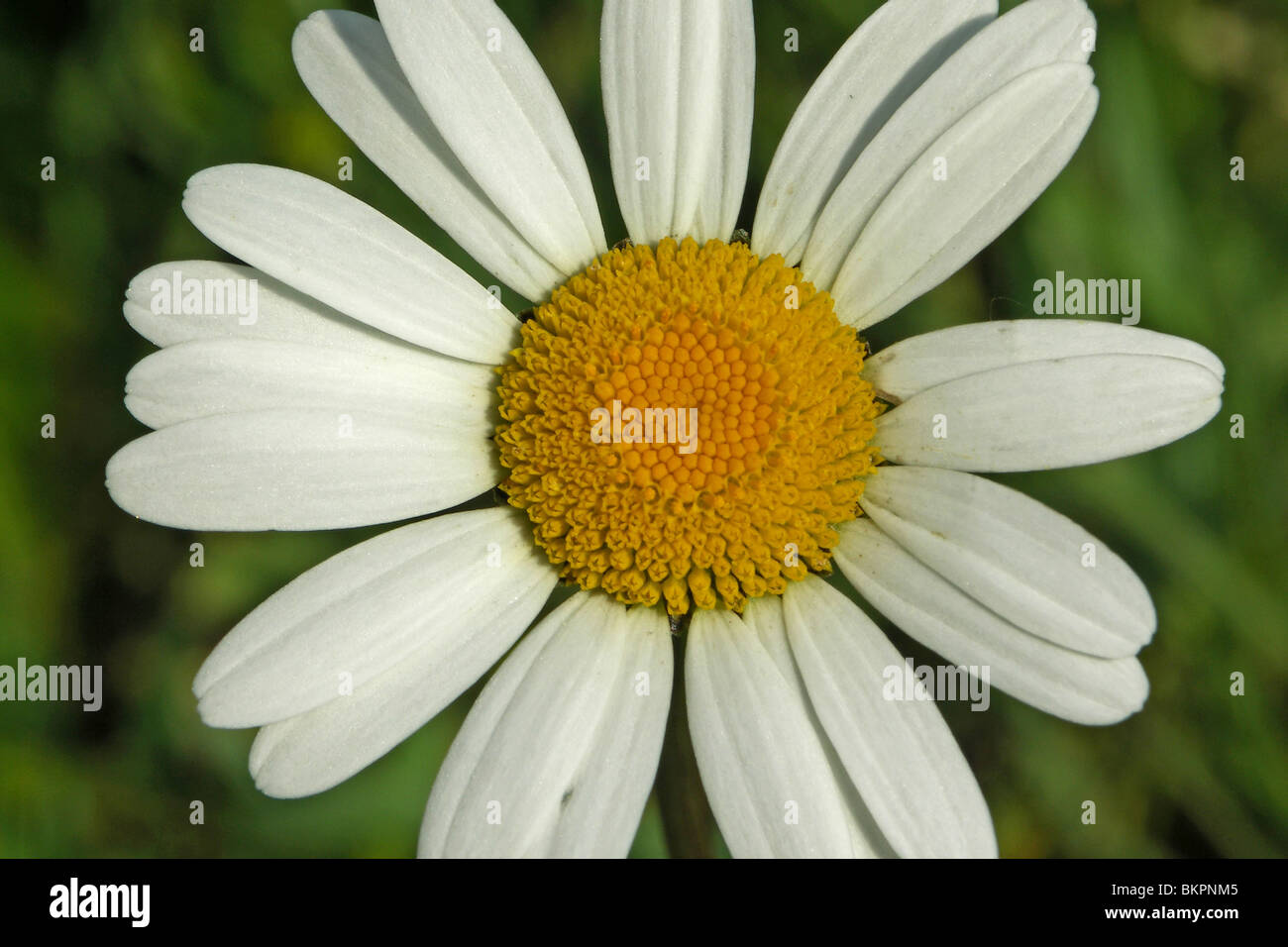 Daisy flower top hi-res stock photography and images - Alamy