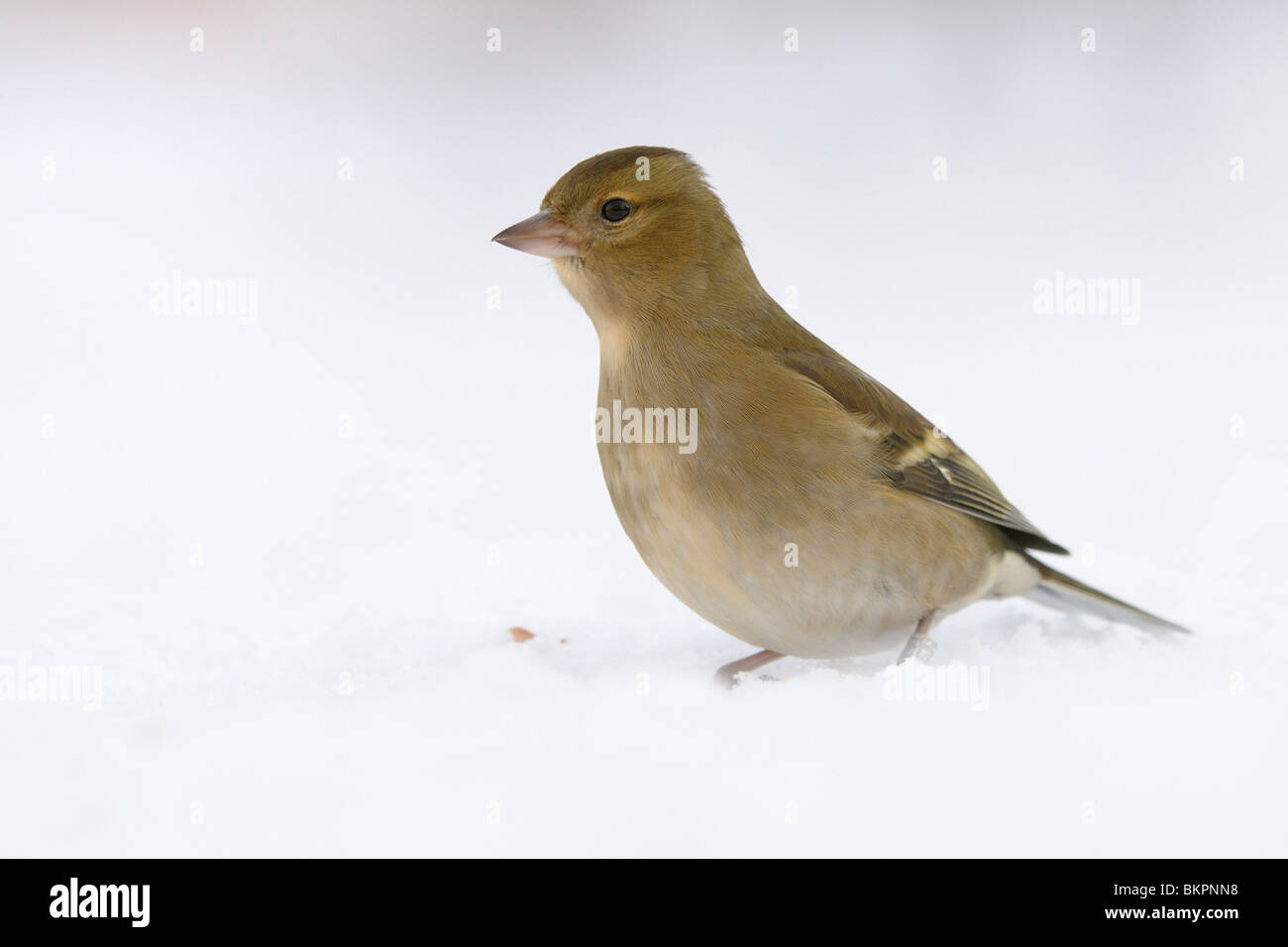 Vrouw Vink omgeven door sneeuw; Female Chaffinch surrounded by snow ...