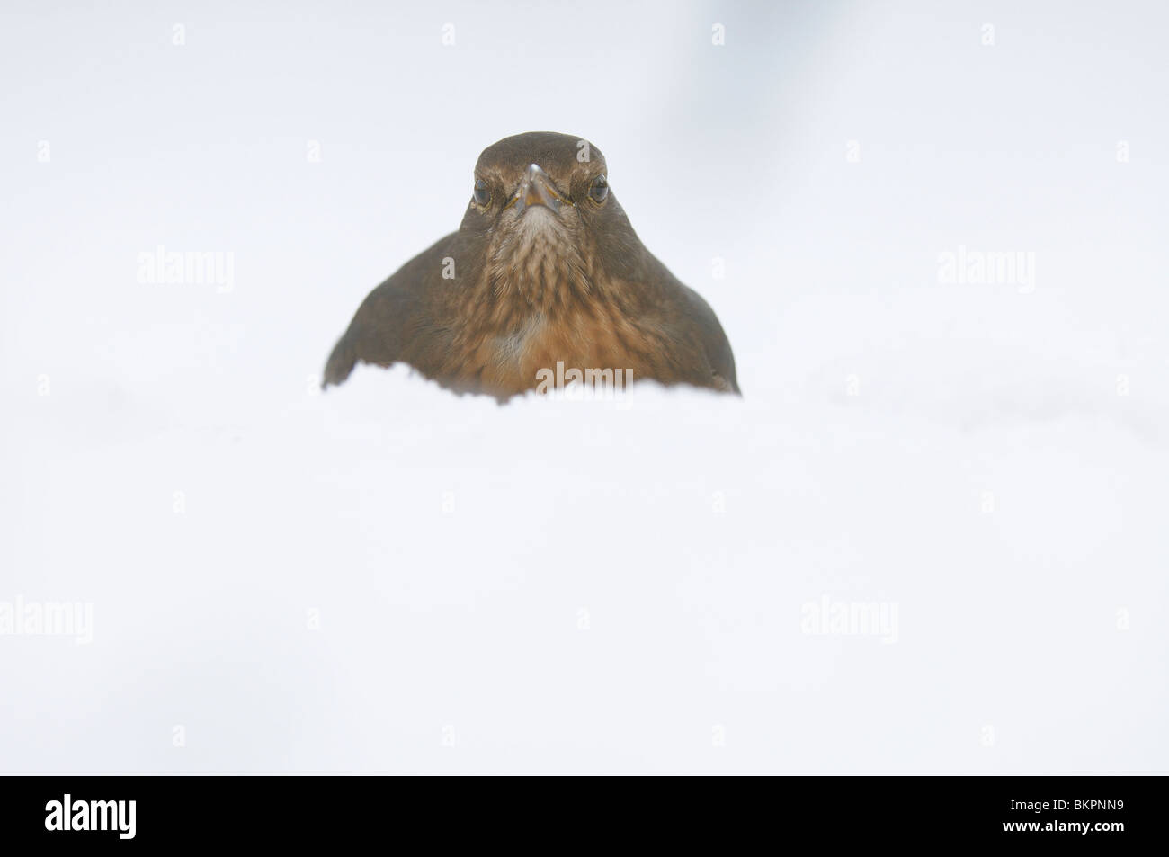 Female blackbird front hi-res stock photography and images - Alamy