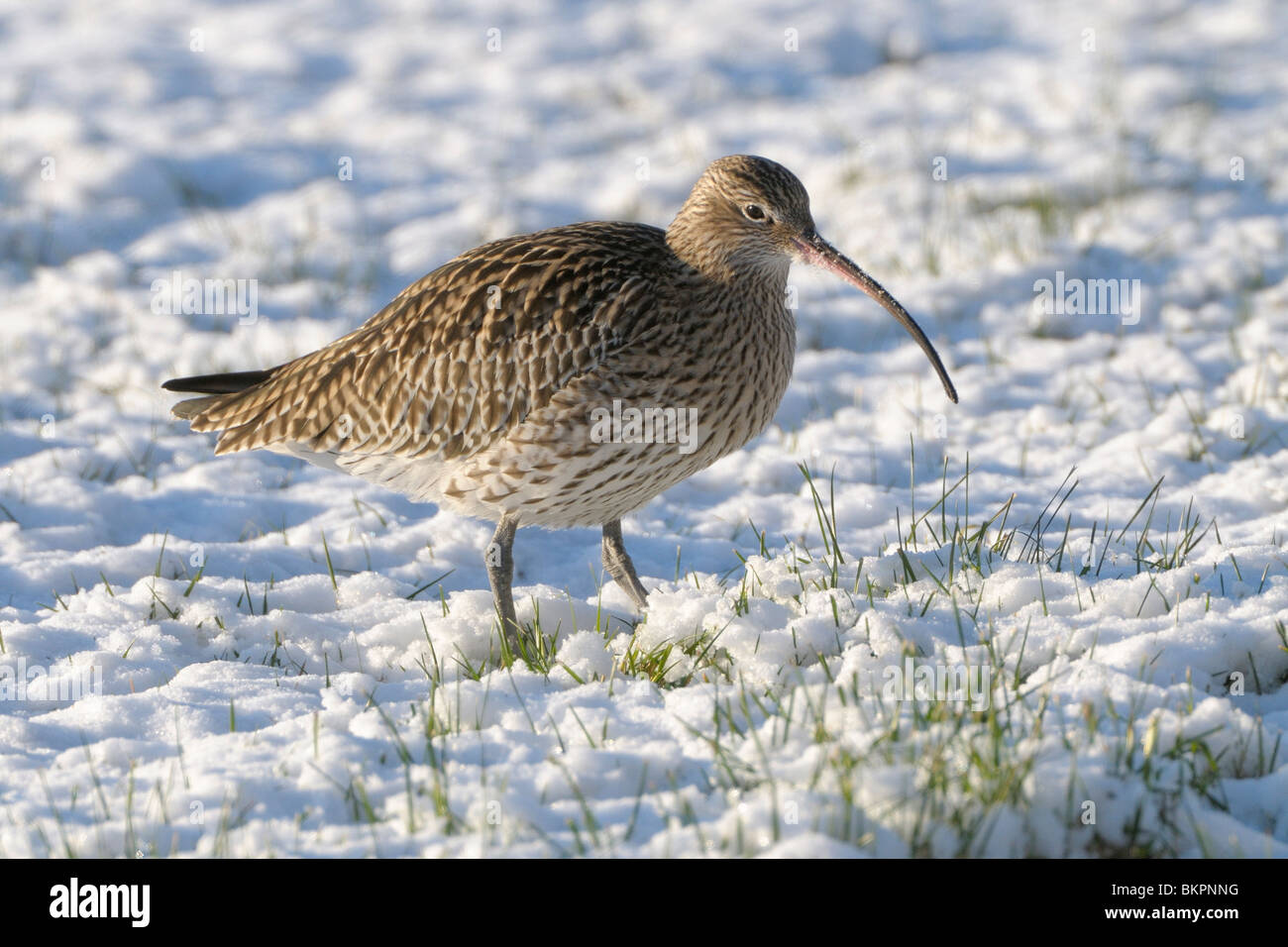 Wulp staand in besneeuwd weiland hi-res stock photography and images ...