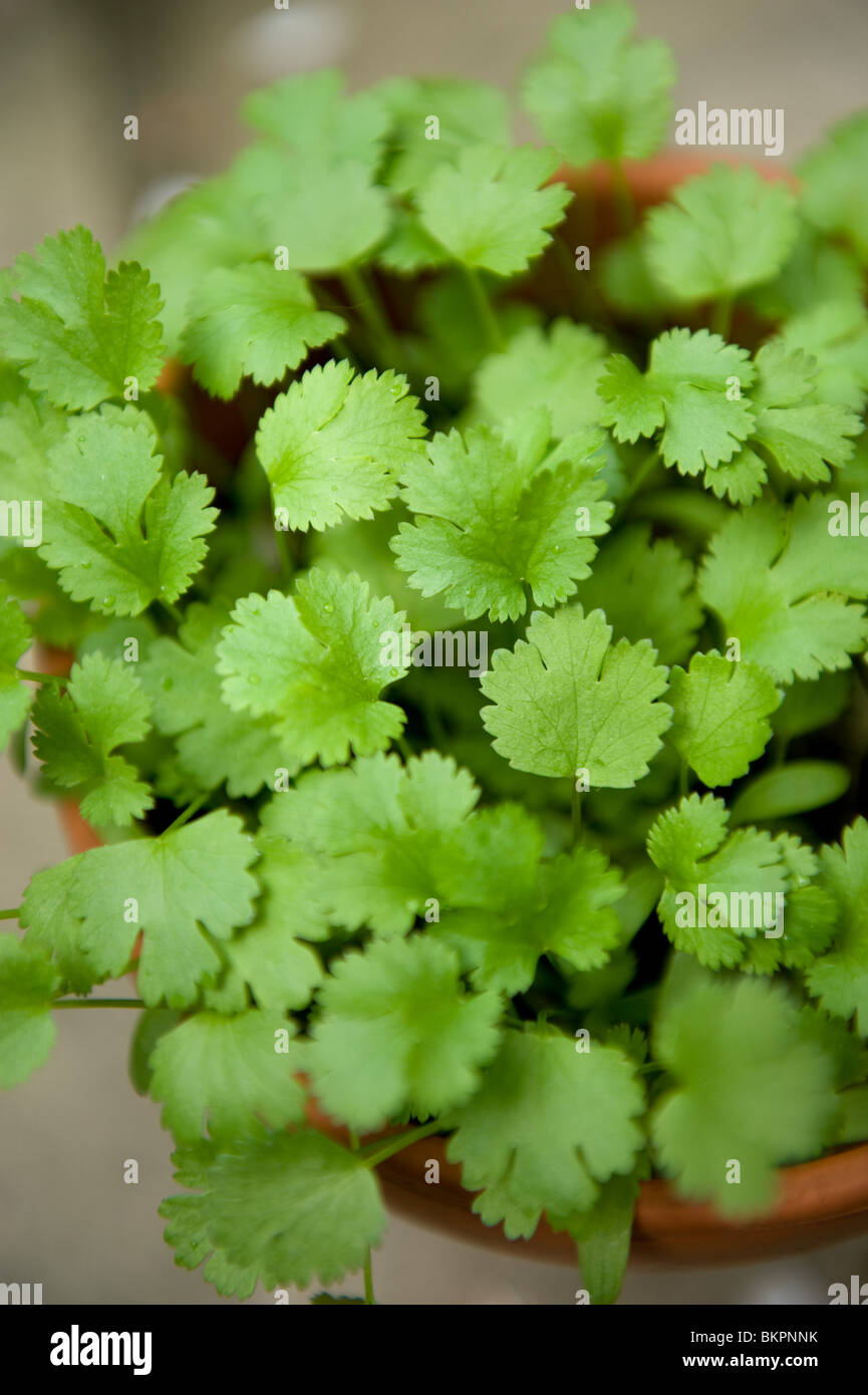 Young Coriander, coriandrum sativum, grown from seed in a pot in an ...