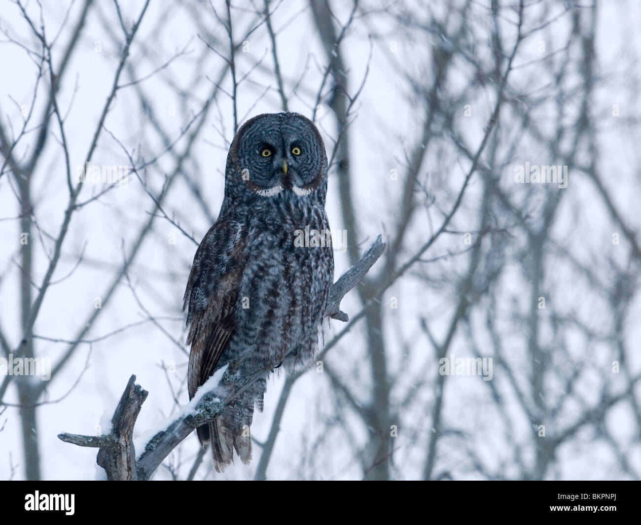 A Great Gray Owl sitting in a tree Stock Photo - Alamy