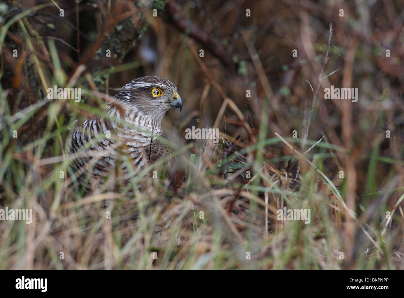 Redwings hi-res stock photography and images - Alamy