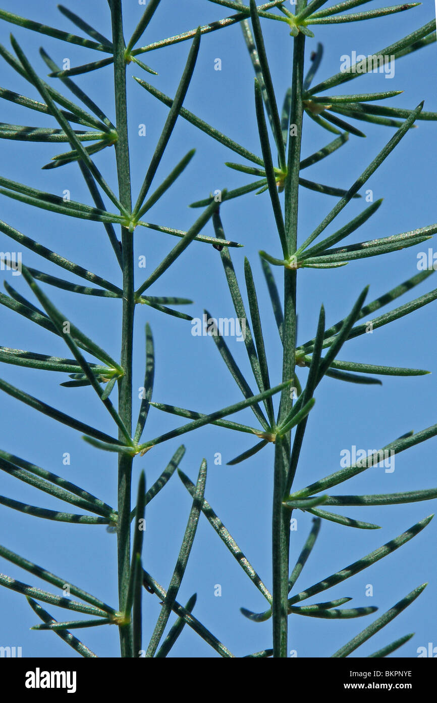 Blaadjes hi-res stock photography and images - Alamy