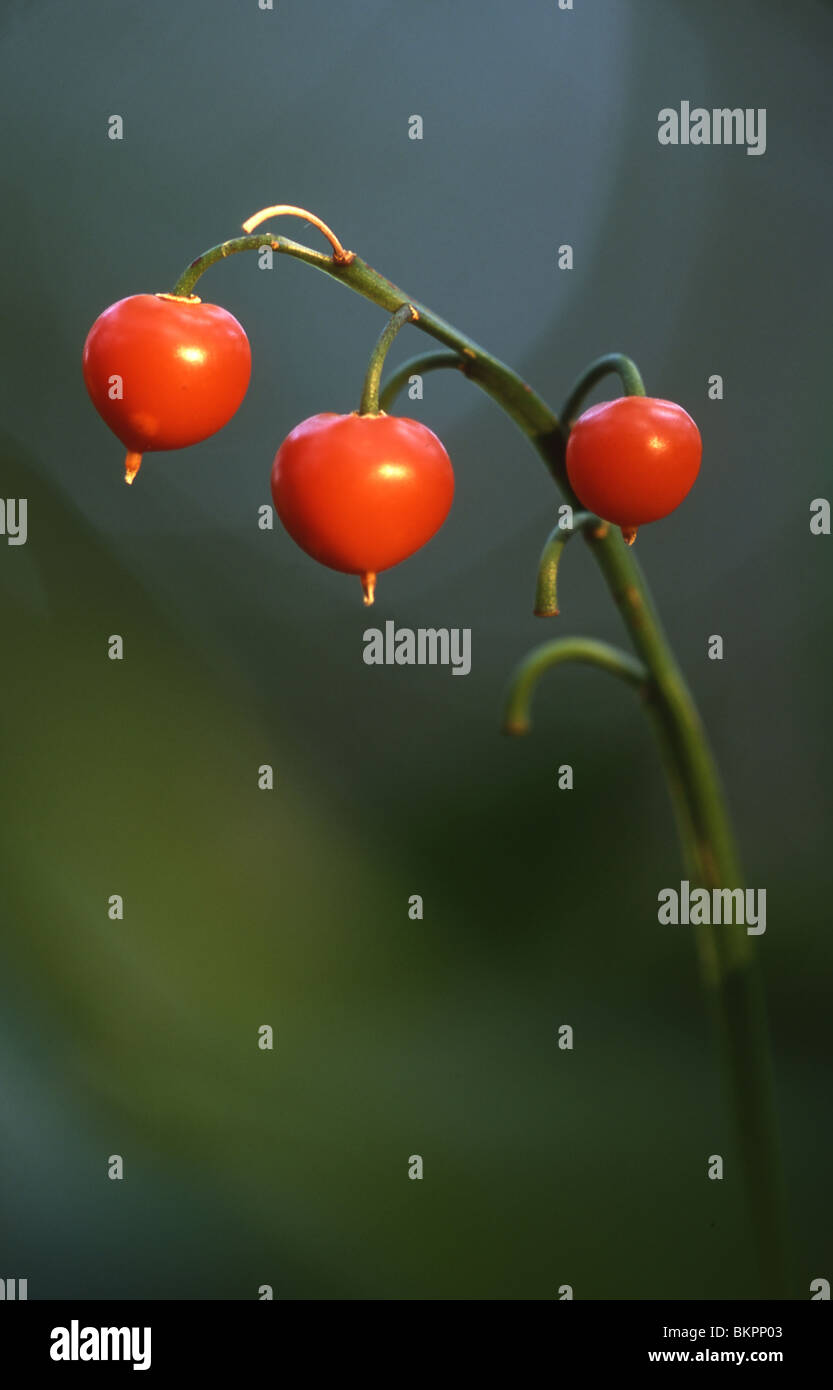 Rode plant hi-res stock photography and images - Alamy