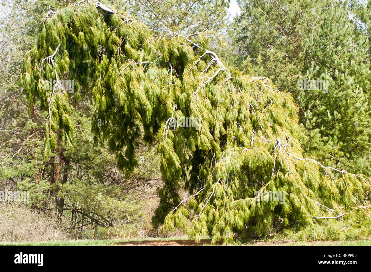 Weeping pinus hi-res stock photography and images - Alamy