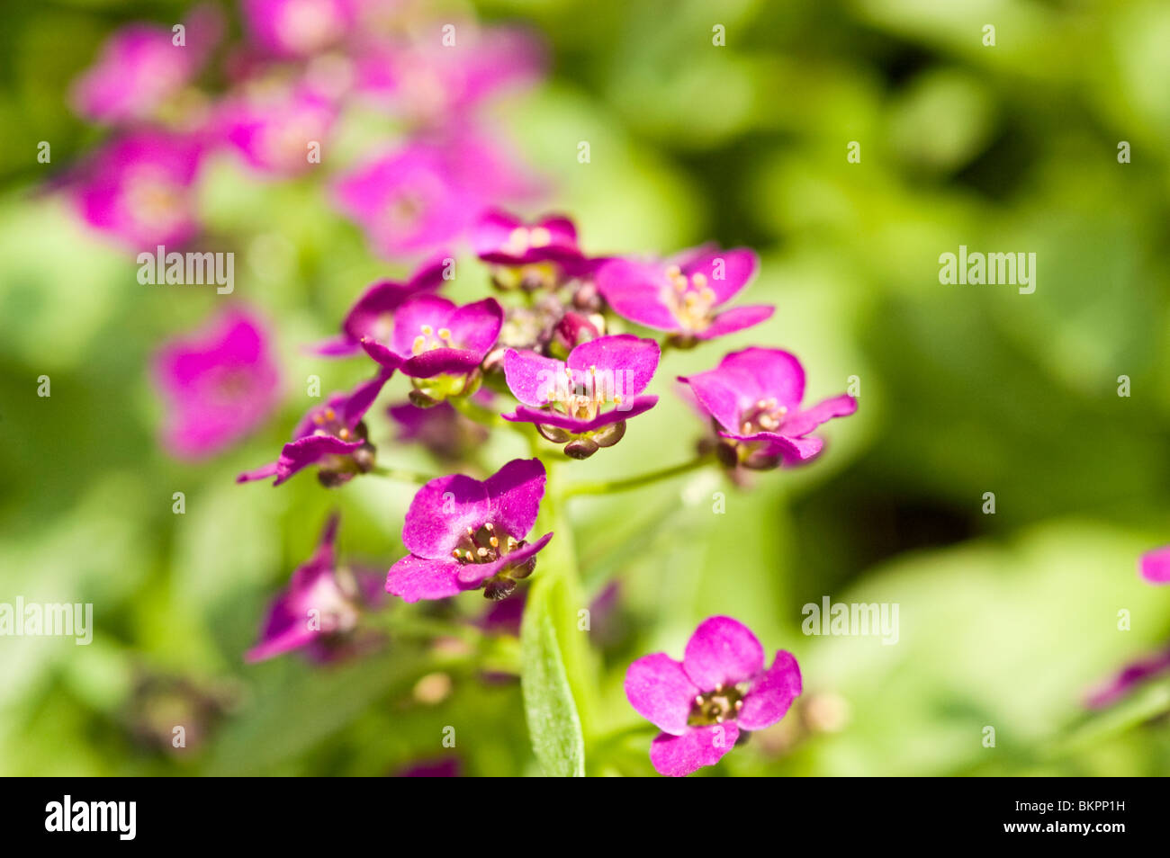 Violet flowers of Alyssum 'Easter bonnet violet' Stock Photo - Alamy