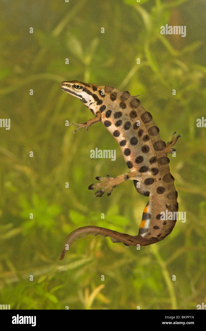 Vertical photo of a beautiful male smooth newt swimming underwater ...