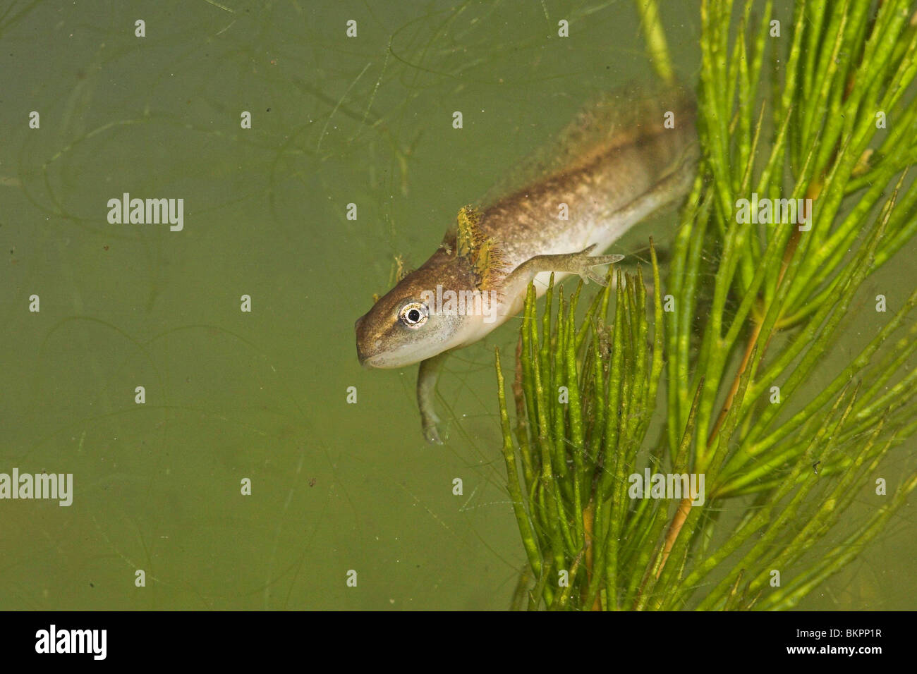 Common smooth newt hi-res stock photography and images - Alamy