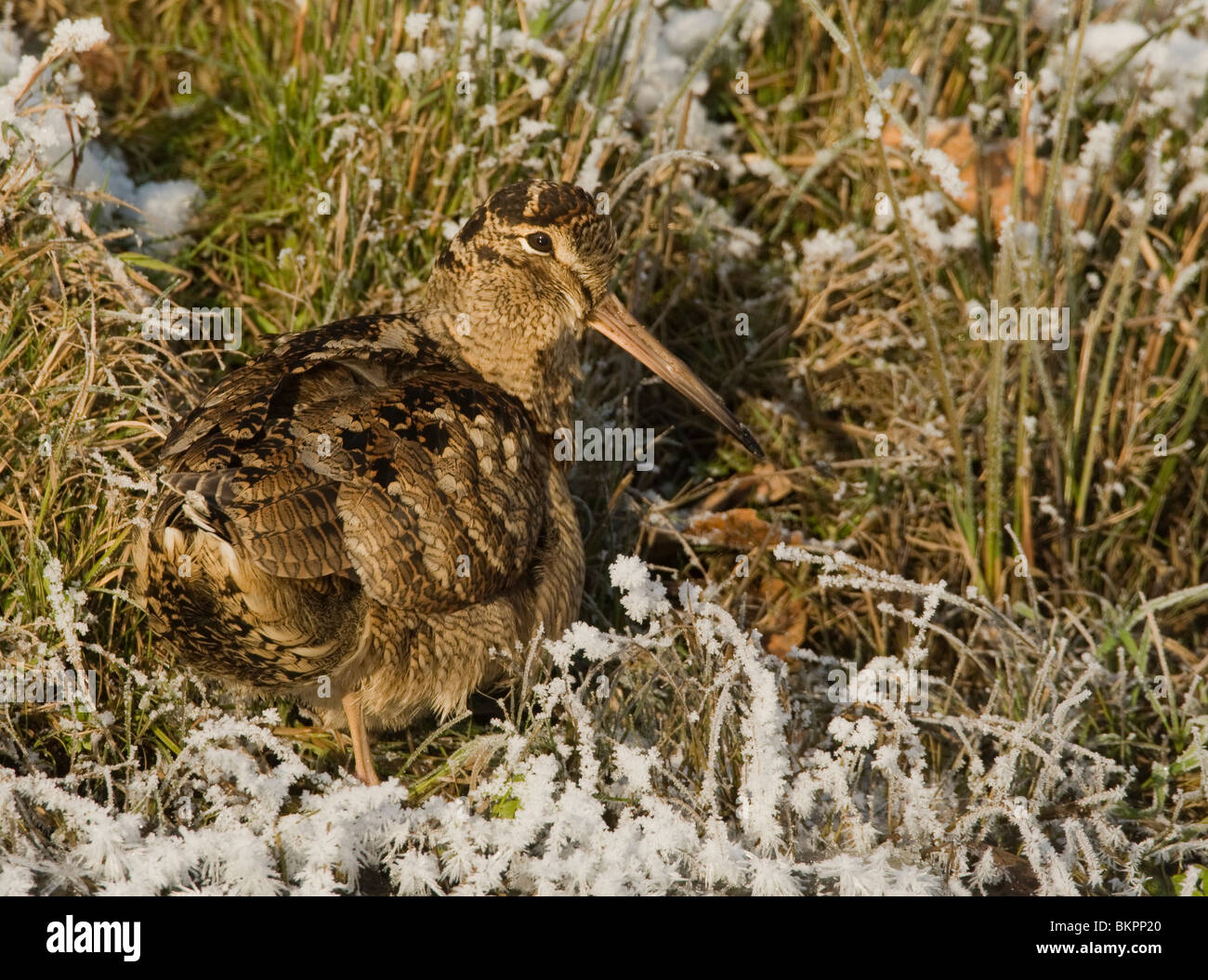 Houtsnip, Scolopax rusticola, Woodcock Stock Photo - Alamy