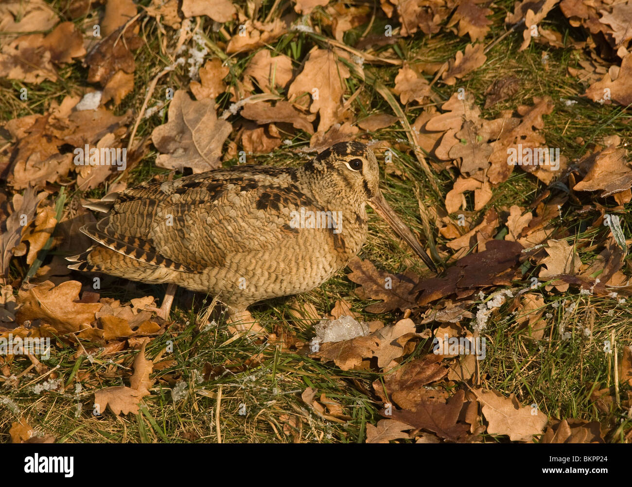 Scolopax rusticola woods hi-res stock photography and images - Alamy