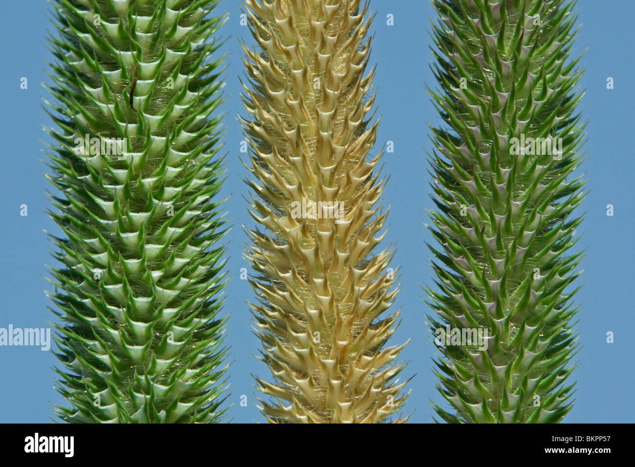 Timoteegras hi-res stock photography and images - Alamy