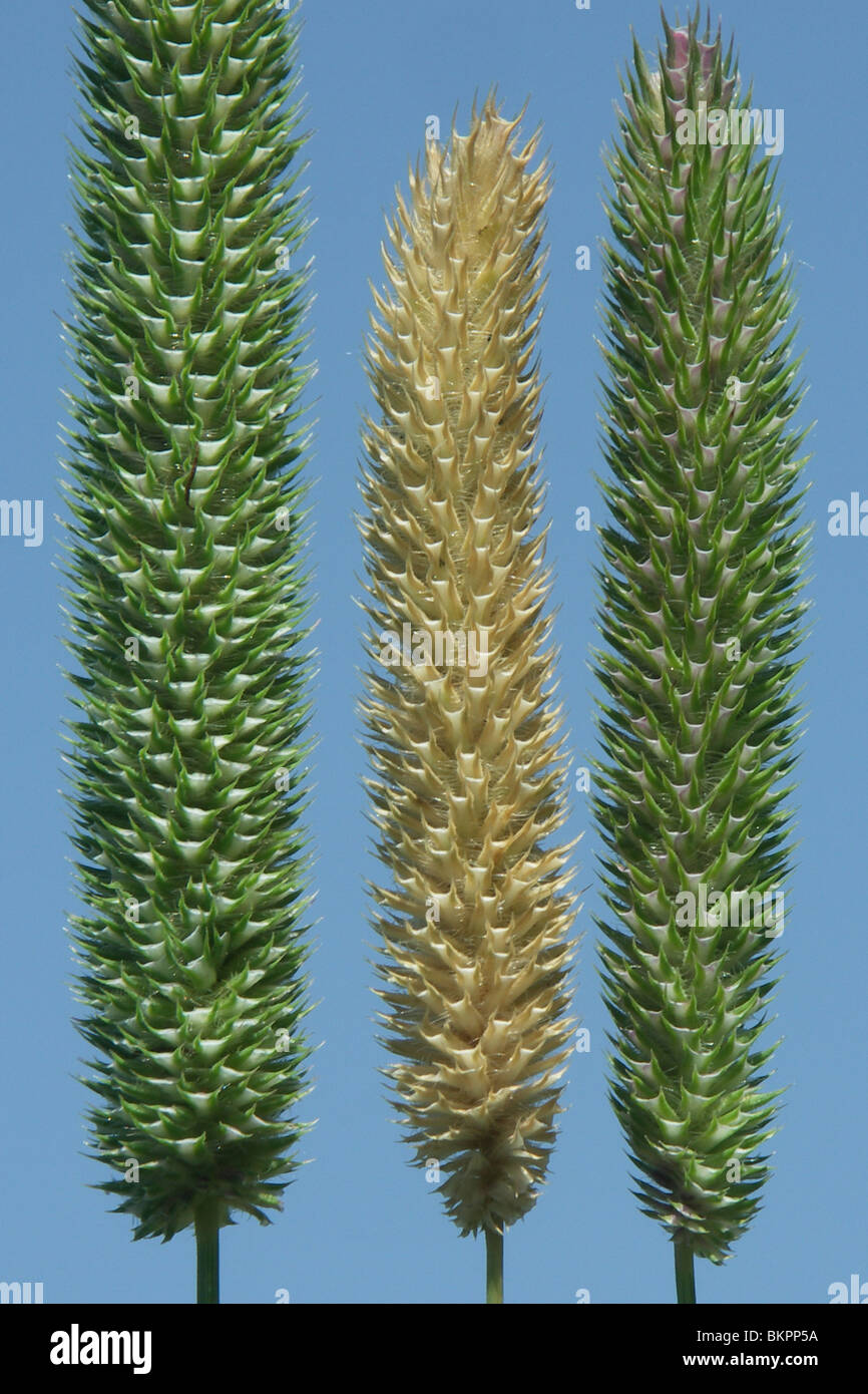 Timoteegras hi-res stock photography and images - Alamy