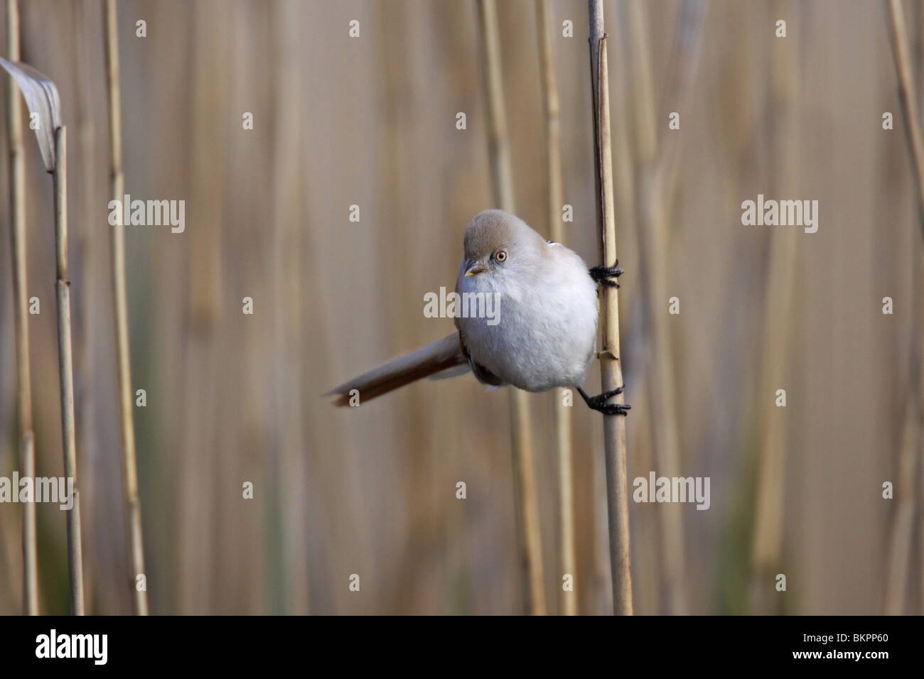 Bartmeise Panurus biarmicus Timaliidae weibchen female Stock Photo - Alamy