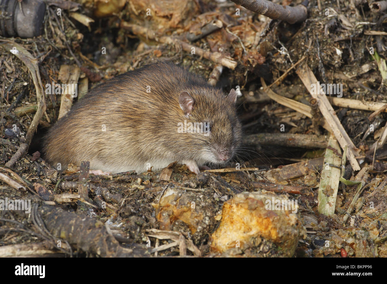 Paratyfus hi-res stock photography and images - Alamy