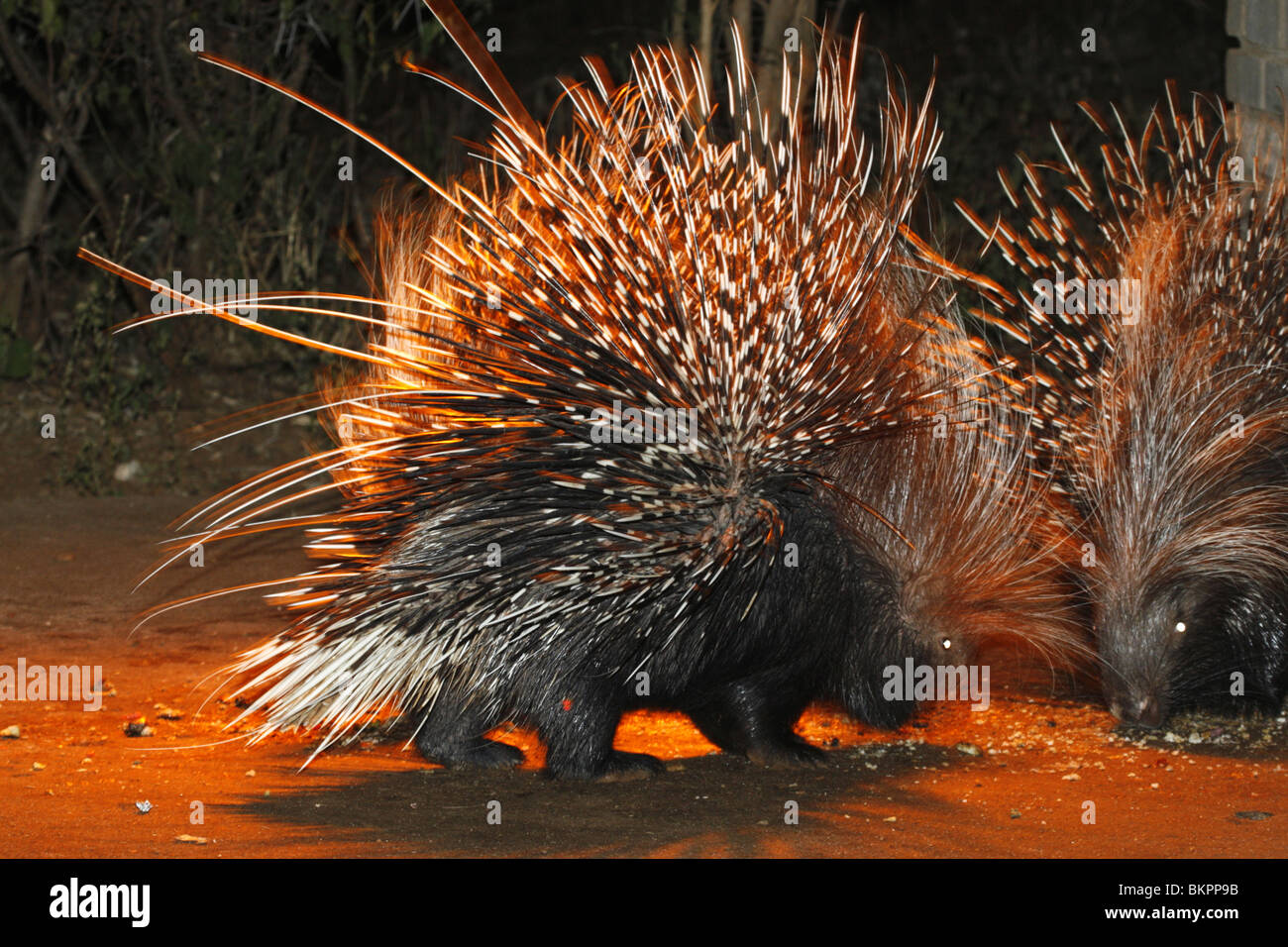 African porcupine hi-res stock photography and images - Alamy