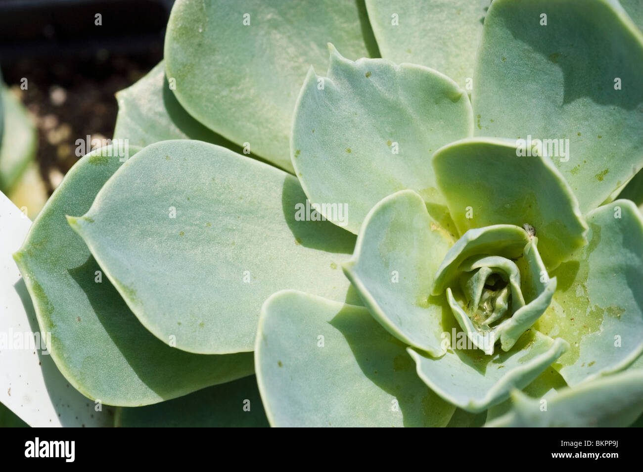 Echeveria hen and chicks hi-res stock photography and images - Alamy