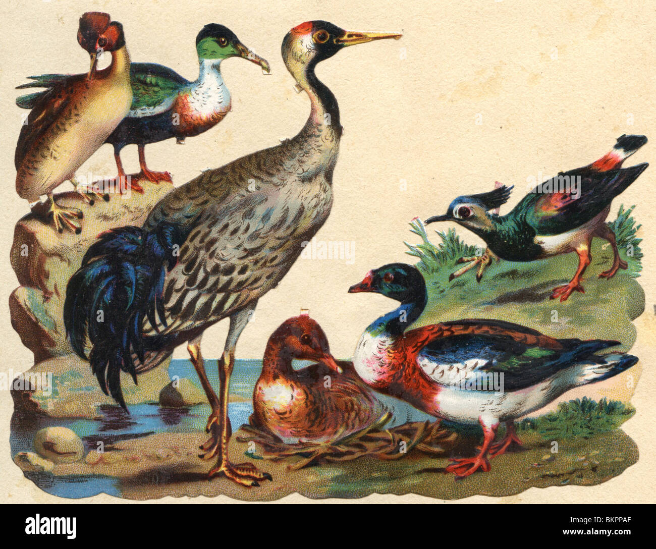 19th century illustration of ducks hi-res stock photography and images ...