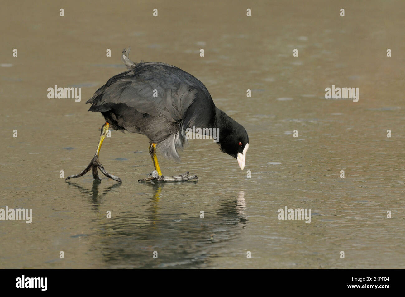 Meerkoet hi-res stock photography and images - Alamy